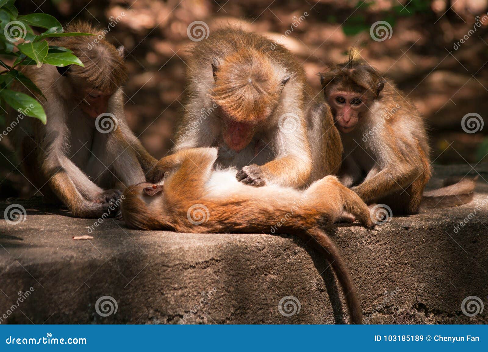 Monkey catch louse stock image. Image of park, natural - 103185189