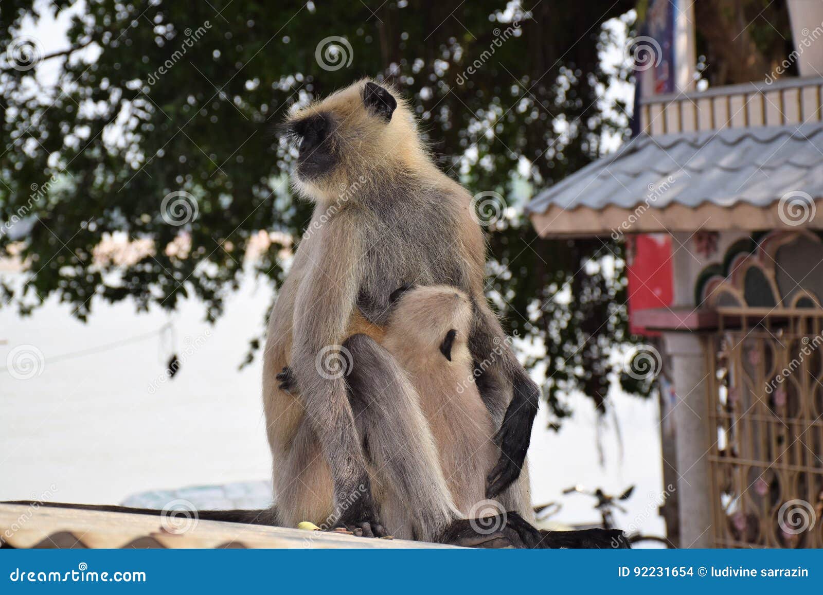 Monkey stock photo. Image of wildlife, indien, street - 92231654