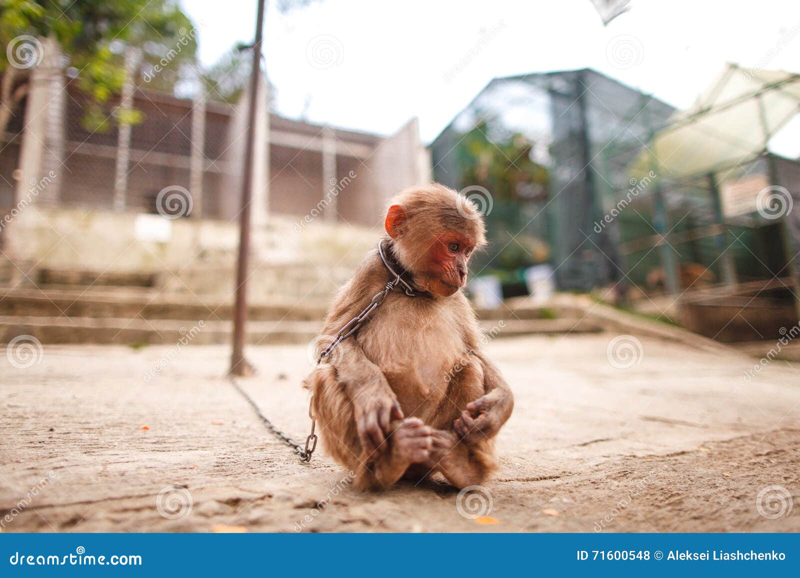Monkey on a Chain stock photo. Image of circuit, vietnam - 71600548