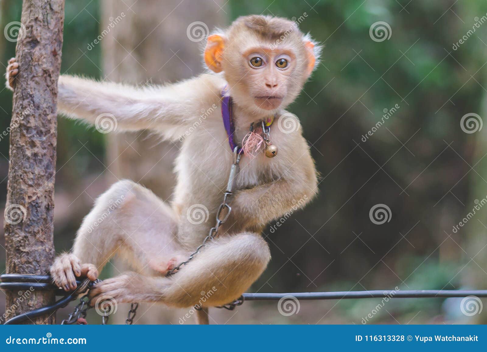 Monkey On Chained Hanging On Tree Stock Photo - Image of farm, monkey ... Monkey On Chained Hanging On Tree Stock Photo - Image of farm, monkey ...