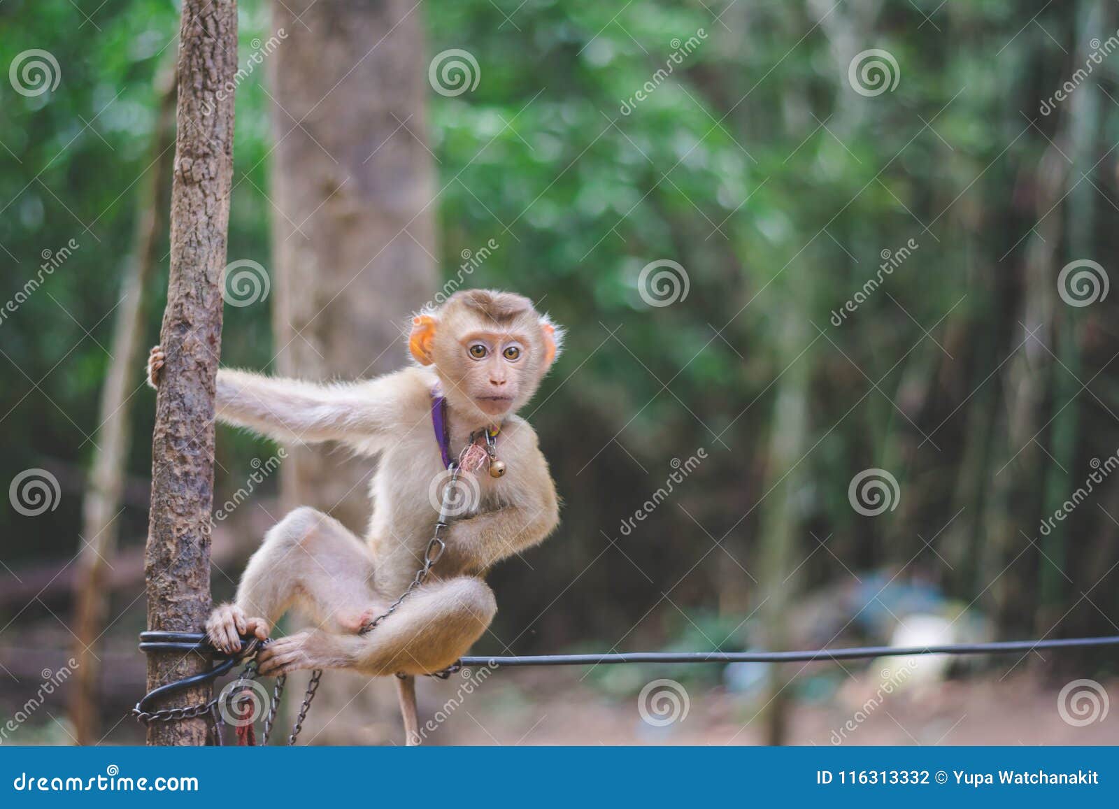 Monkey on Chained Hanging on Tree Stock Photo - Image of background ... Monkey on Chained Hanging on Tree Stock Photo - Image of background ...