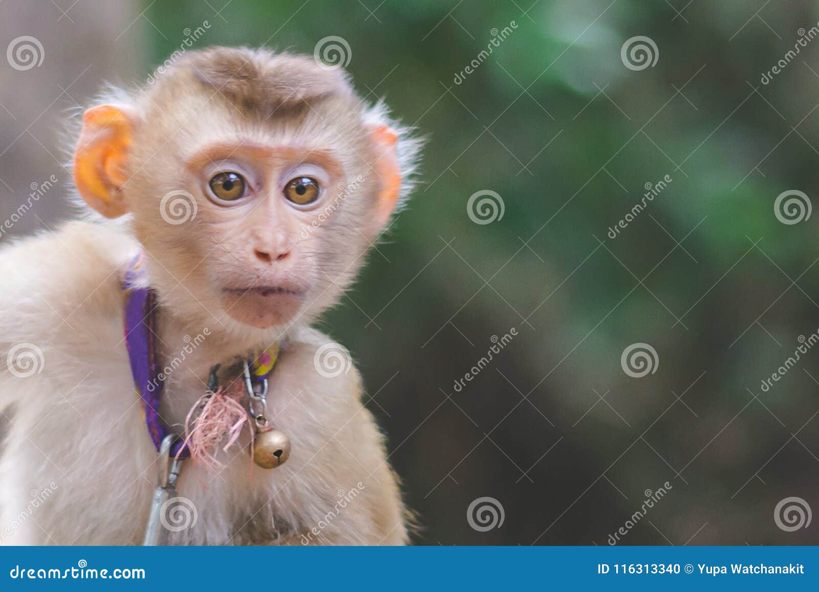 Monkey on Chained Hanging on Tree Stock Photo - Image of beautiful ... Monkey on Chained Hanging on Tree Stock Photo - Image of beautiful ...