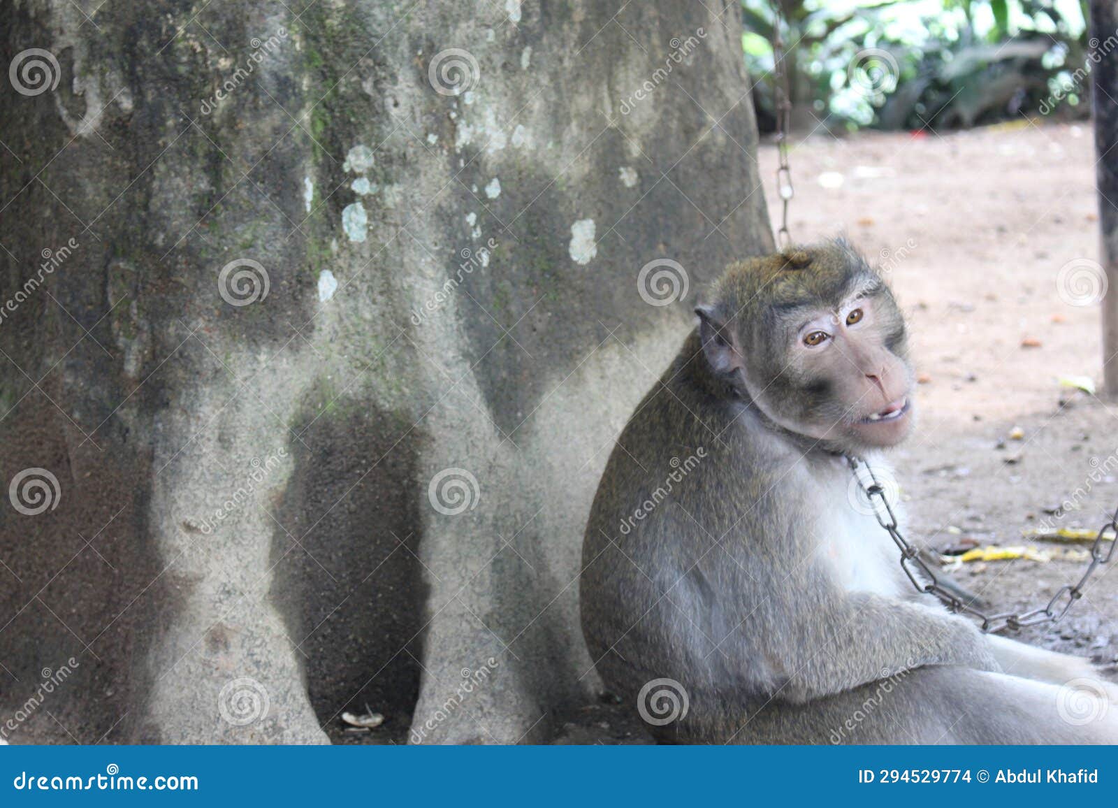 Monkey stock photo. Image of brown, sorrowful, mammal - 294529774