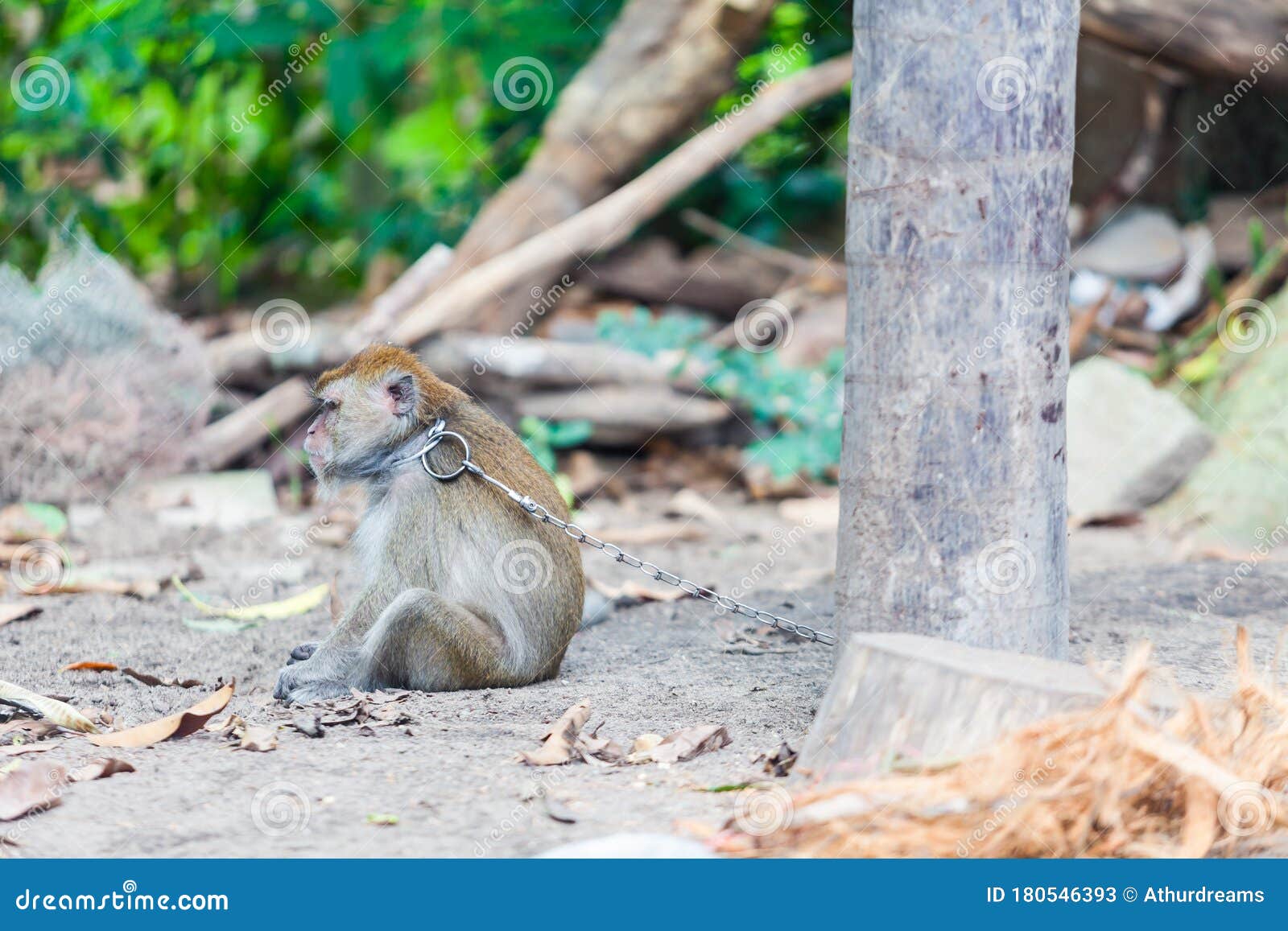 Monkey Chained to the Poll stock image. Image of collar - 180546393 Monkey Chained to the Poll stock image. Image of collar - 180546393
