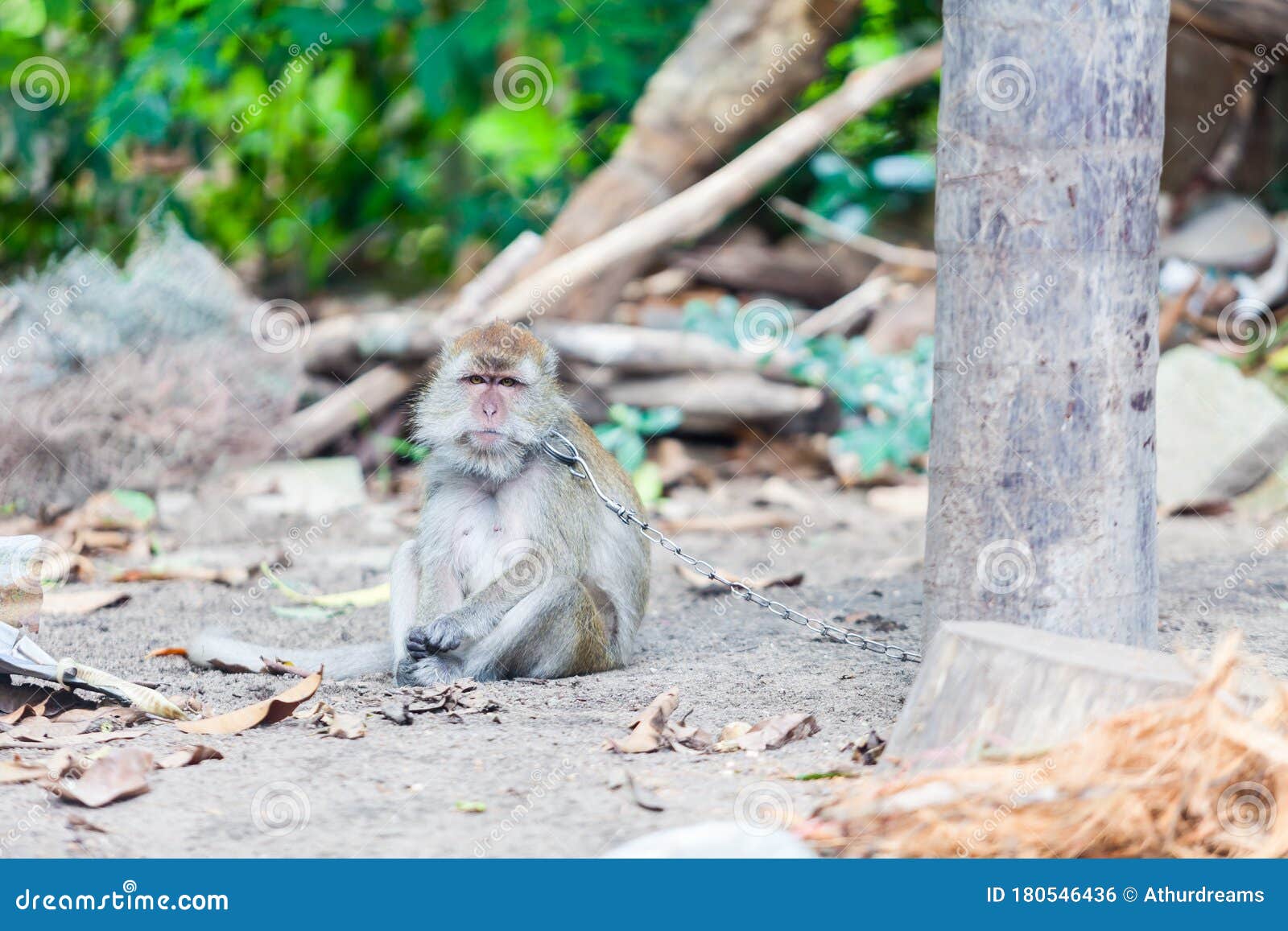 Monkey Chained to the Poll stock photo. Image of furry - 180546436 Monkey Chained to the Poll stock photo. Image of furry - 180546436