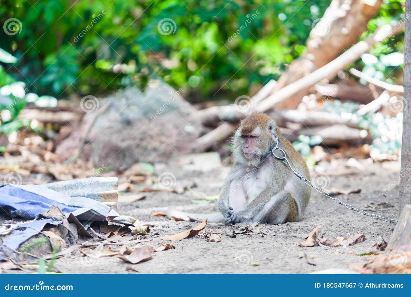 Monkey Chained to the Poll stock image. Image of coconut - 180547667 Monkey Chained to the Poll stock image. Image of coconut - 180547667