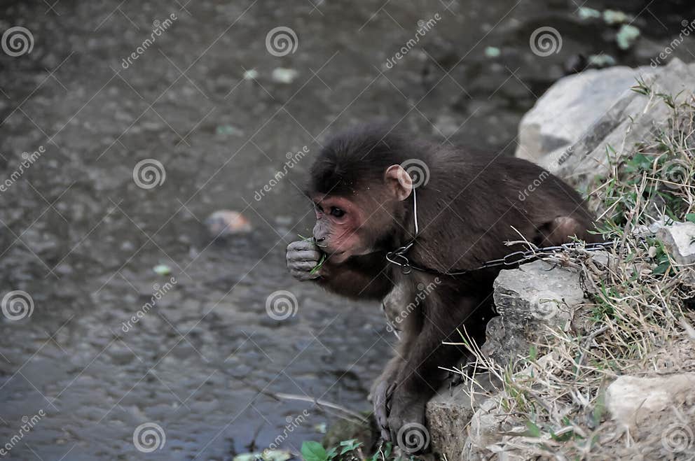 Monkey in Chains in Vietnam Stock Image - Image of desperate, animal ...