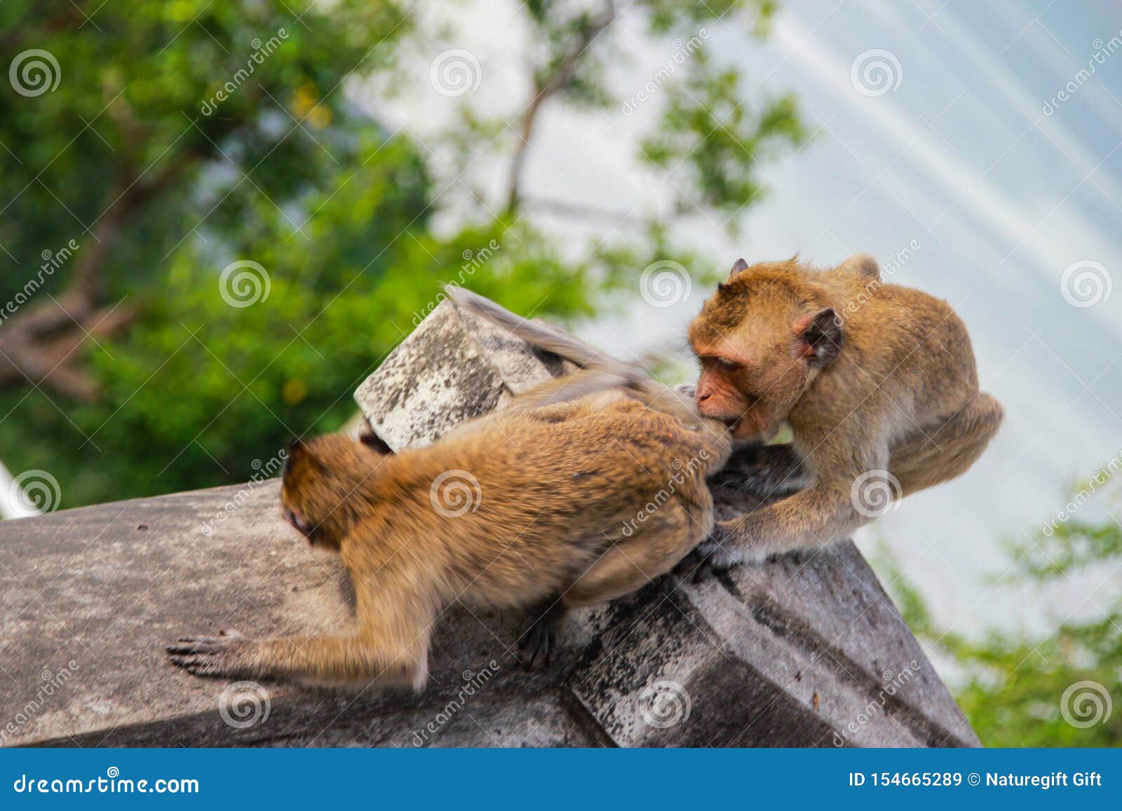 Monkey chasing each other stock image. Image of brown - 154665289