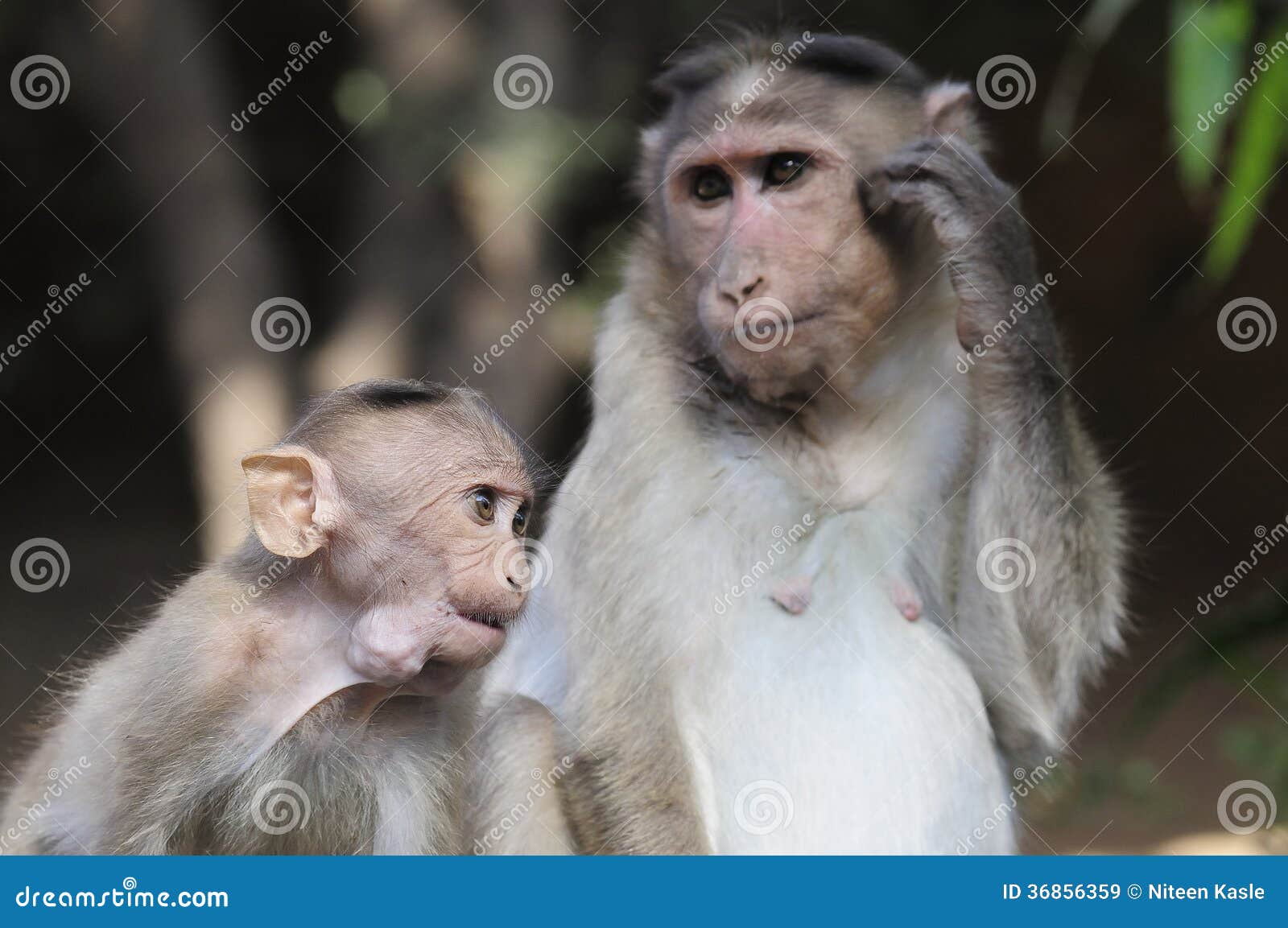 Monkey with Cheekpouch stock image. Image of hand, india - 36856359