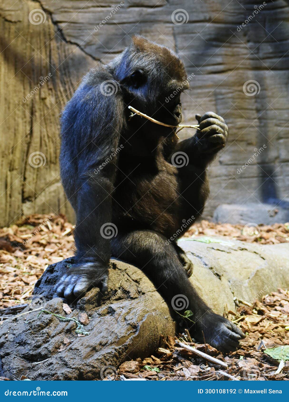 Monkey chewing on a stick stock photo. Image of wildlife - 300108192