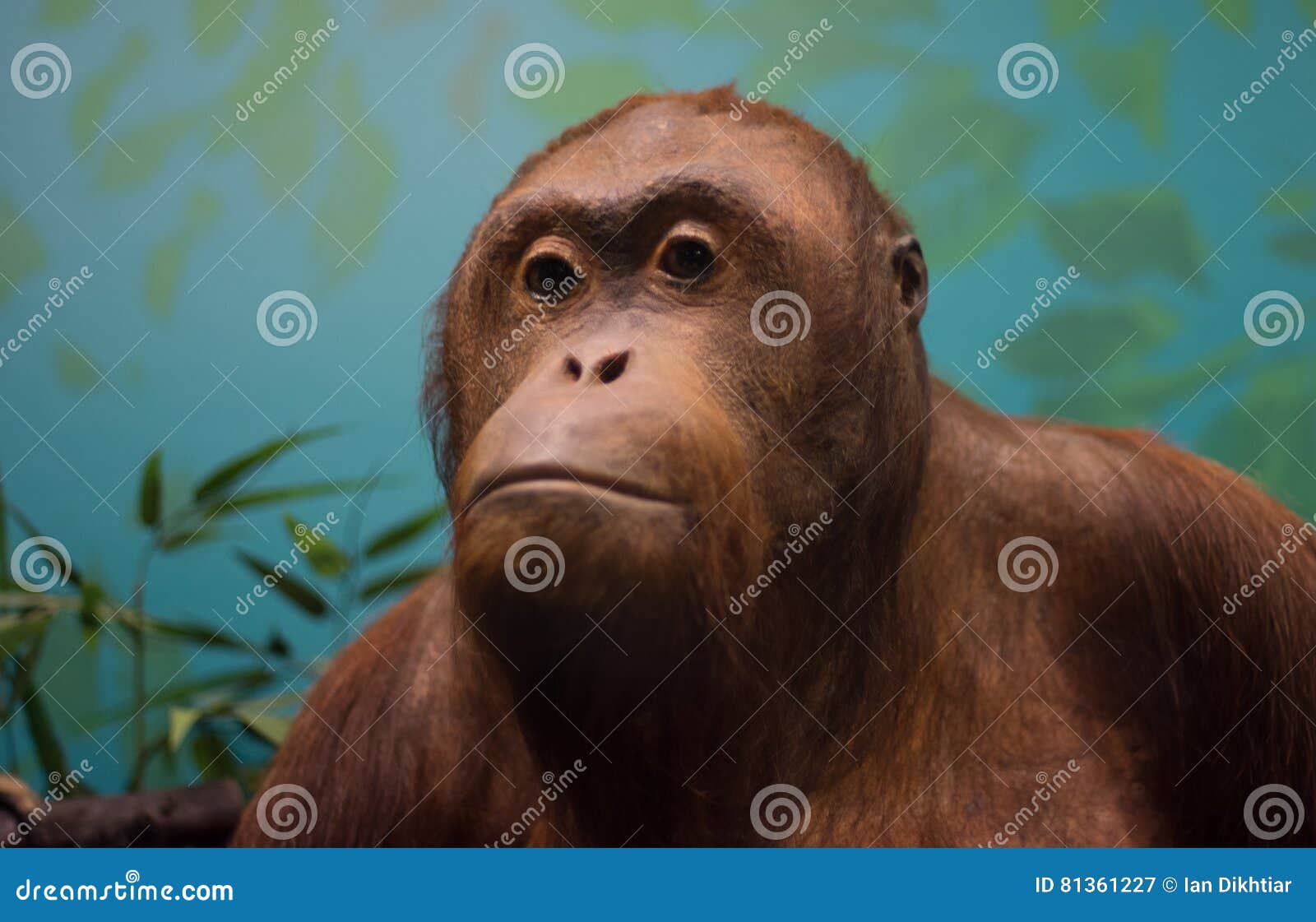 Monkey stock image. Image of monkeys, year, silhouette - 81361227