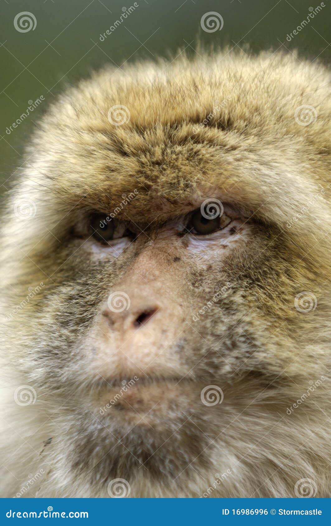Monkey Chief stock photo. Image of wild, tropical, primate - 16986996