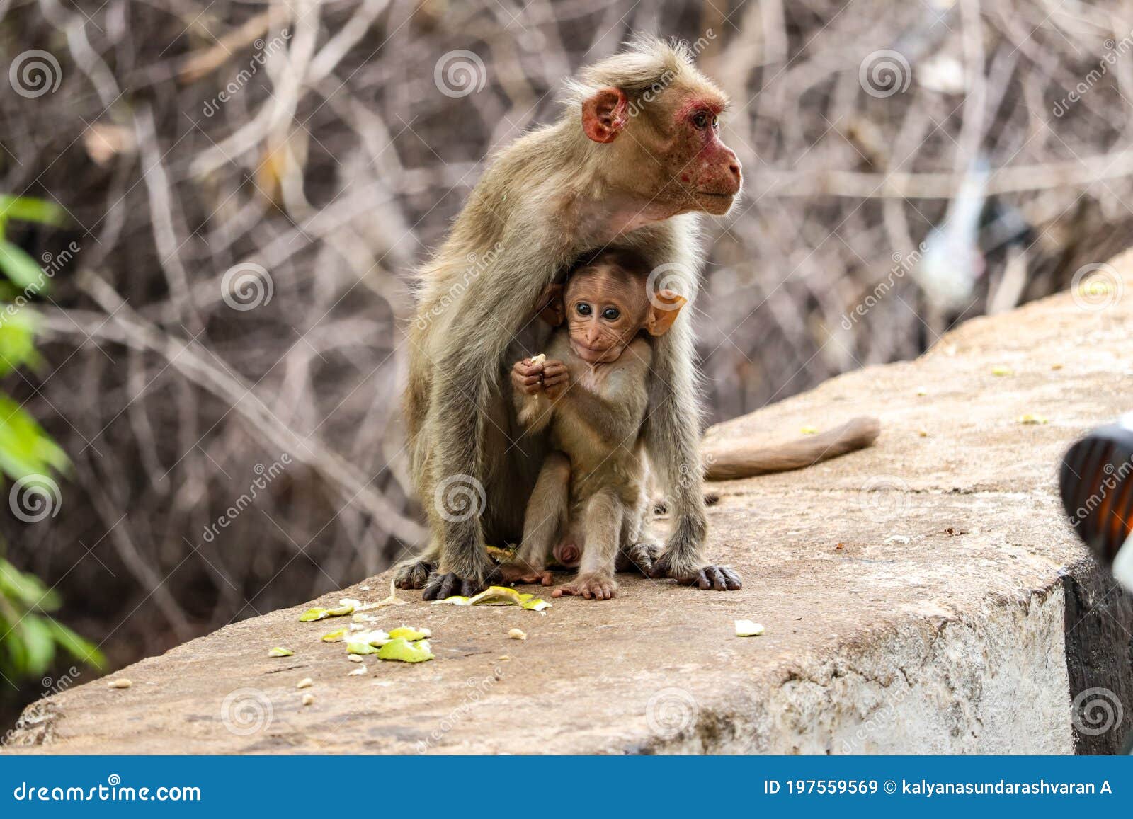 Monkey with child stock image. Image of monkey, wanderlust - 197559569