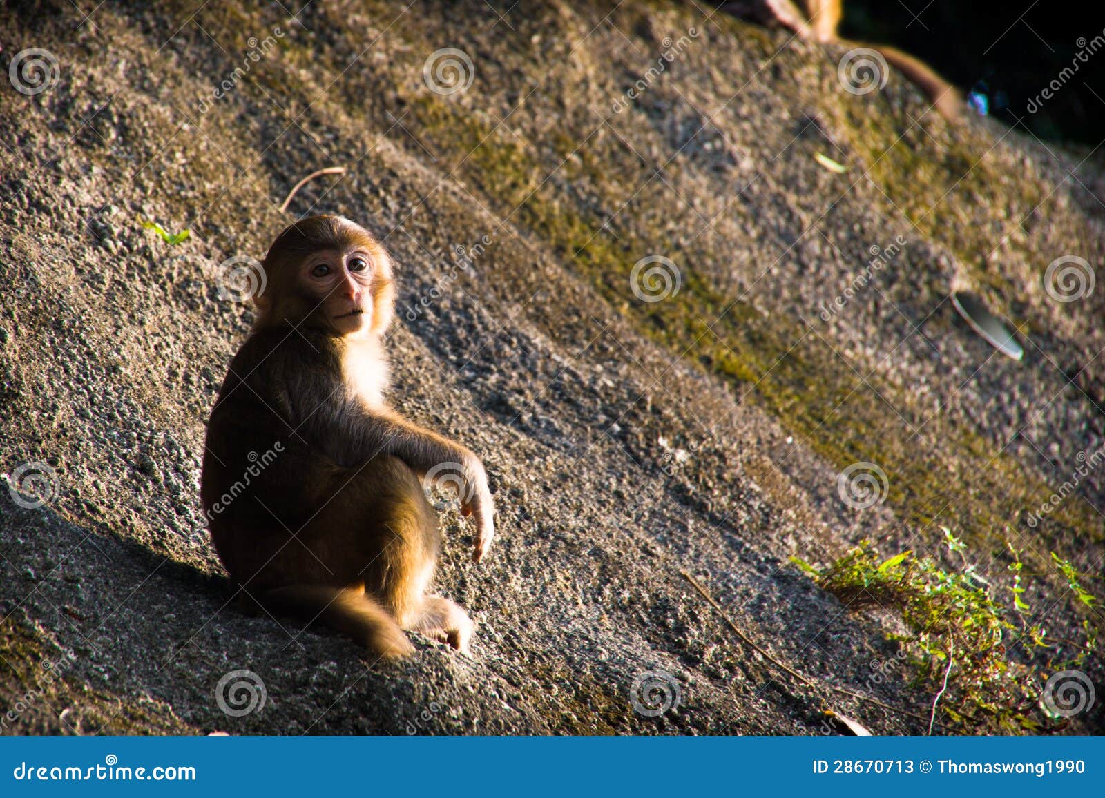 Monkey child stock image. Image of animal, monkey, cute - 28670713