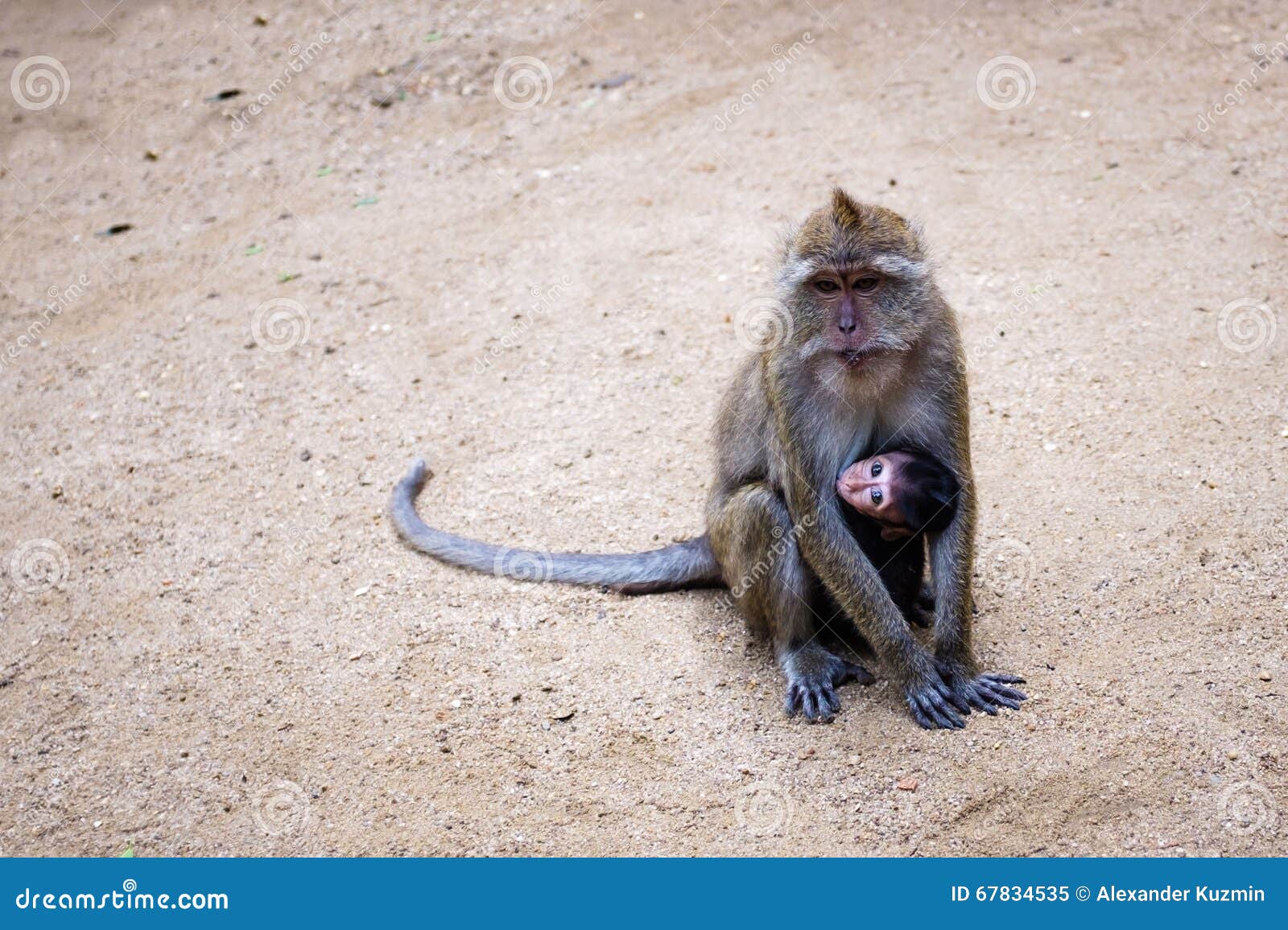 Monkey child stock image. Image of sight, sand, monkey - 67834535