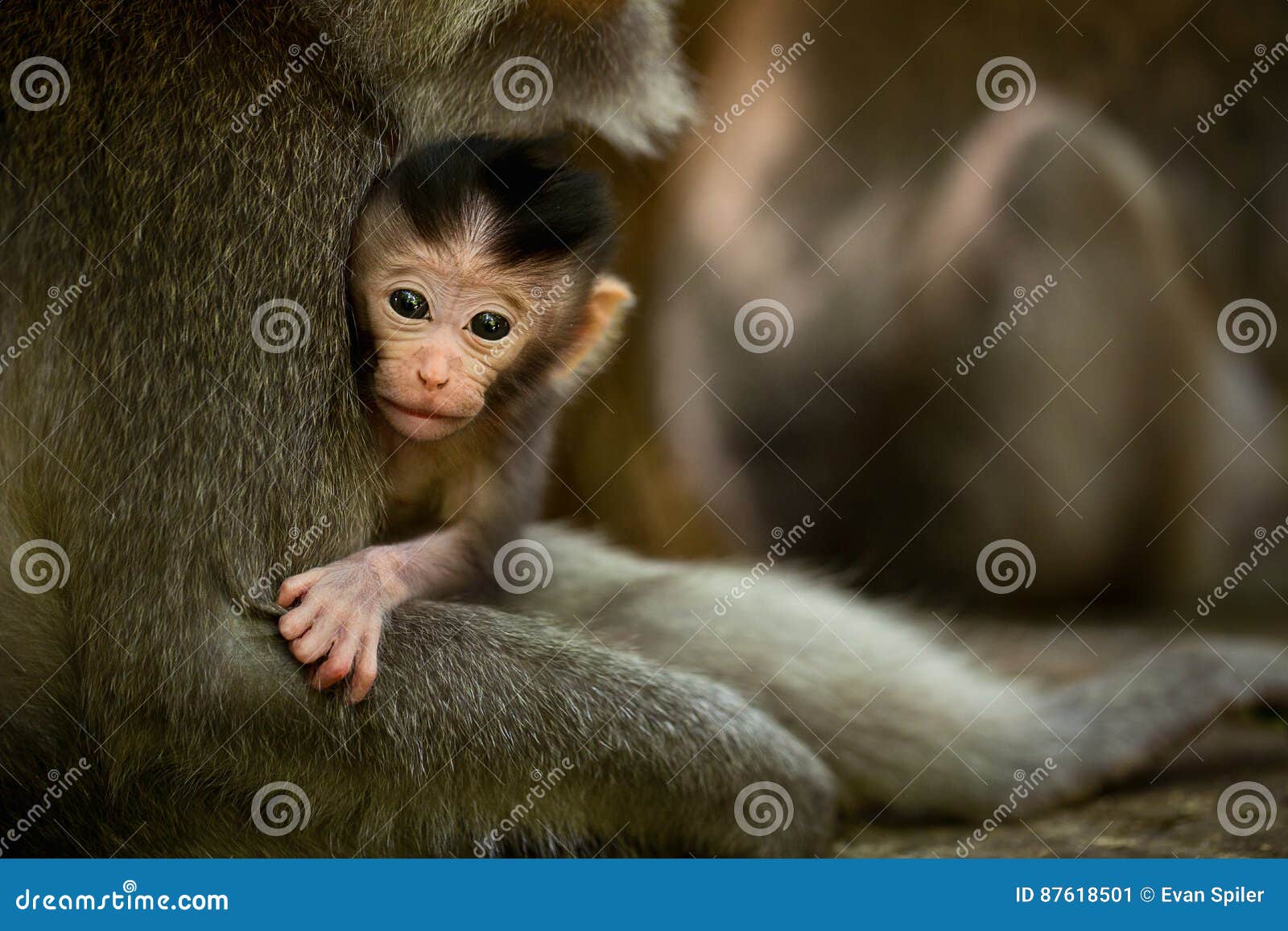Monkey child in Ubud Bali stock image. Image of travel - 87618501