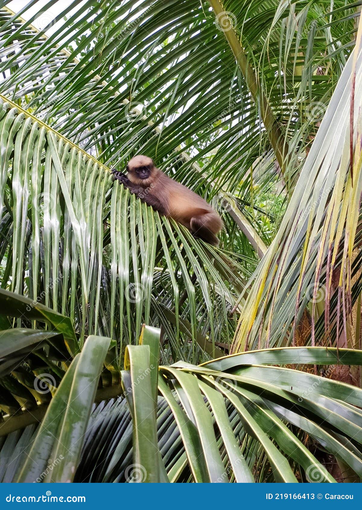 Monkey Chilling on the Coconut Palm Tree Stock Image - Image of tree ...