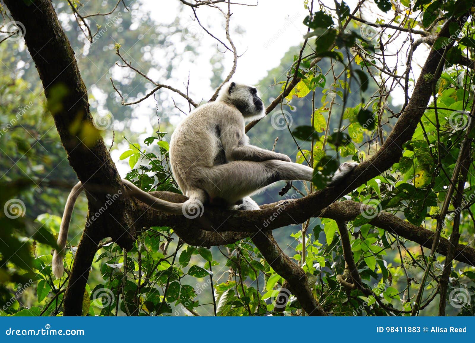 Monkey Chilling stock image. Image of relaxing, asia - 98411883