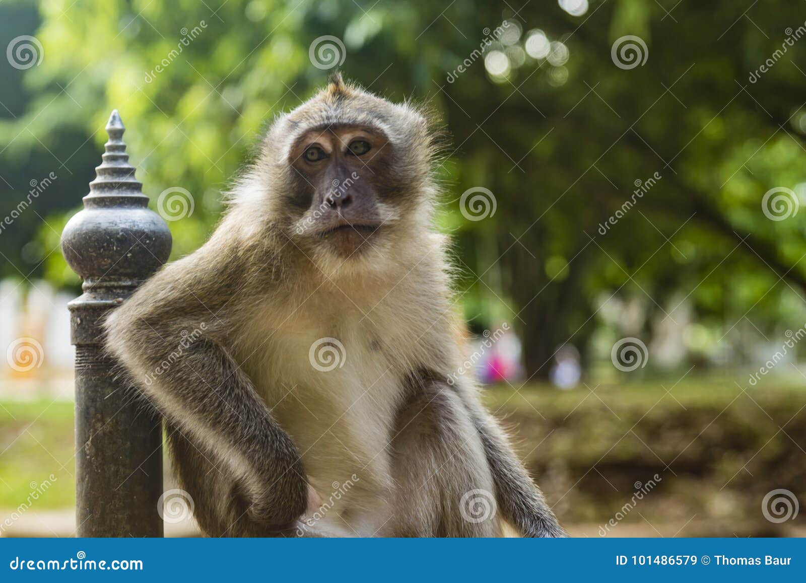 Monkey Chilling beside a Pole Stock Image - Image of macaque, eyes ...