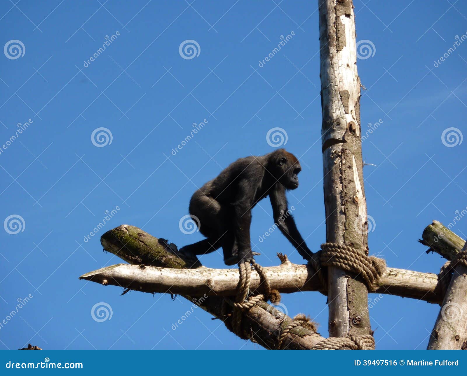 Monkey stock photo. Image of primate, mammal, thoughtful - 39497516