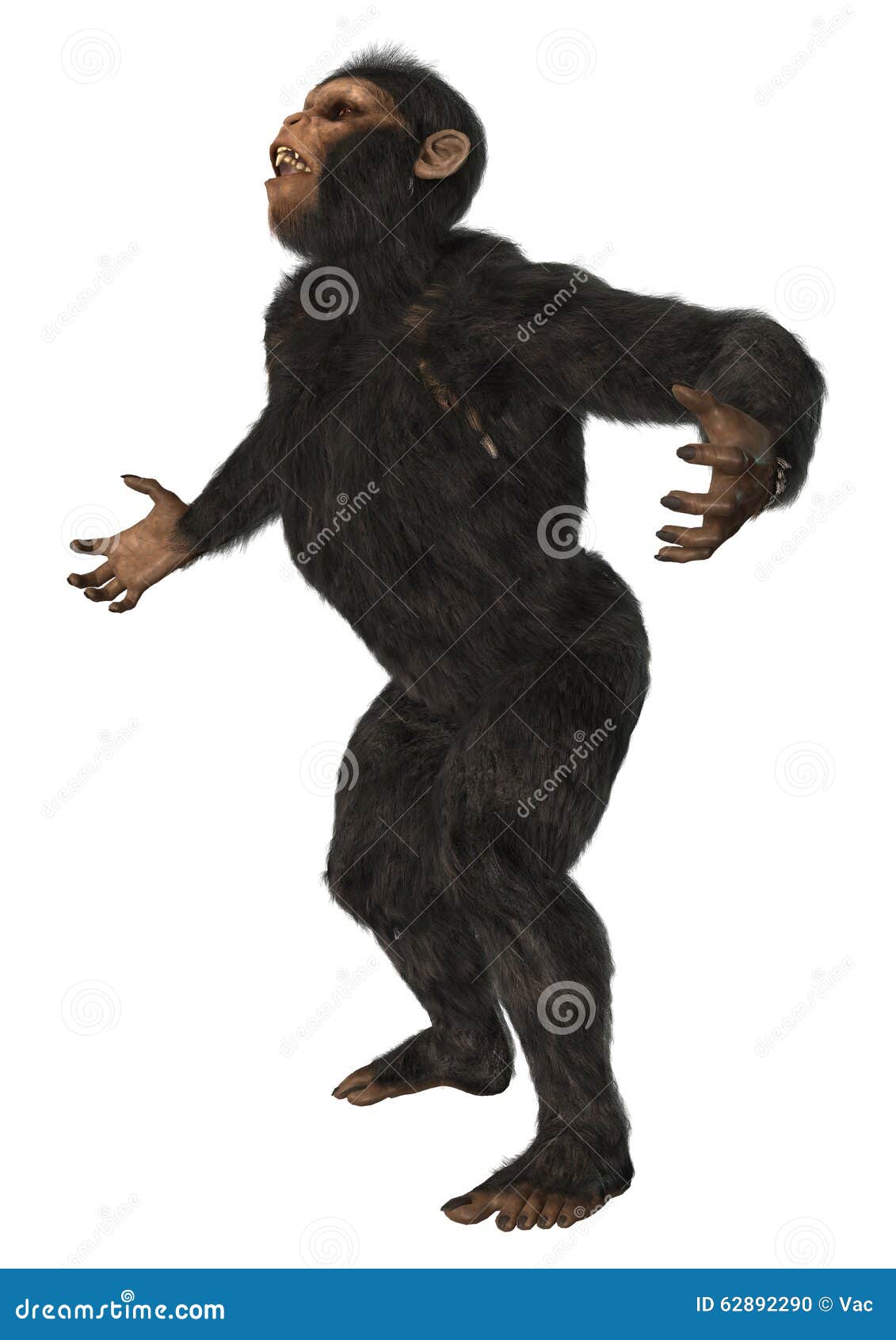Monkey Chimpanzee on White stock photo. Image of king - 62892290