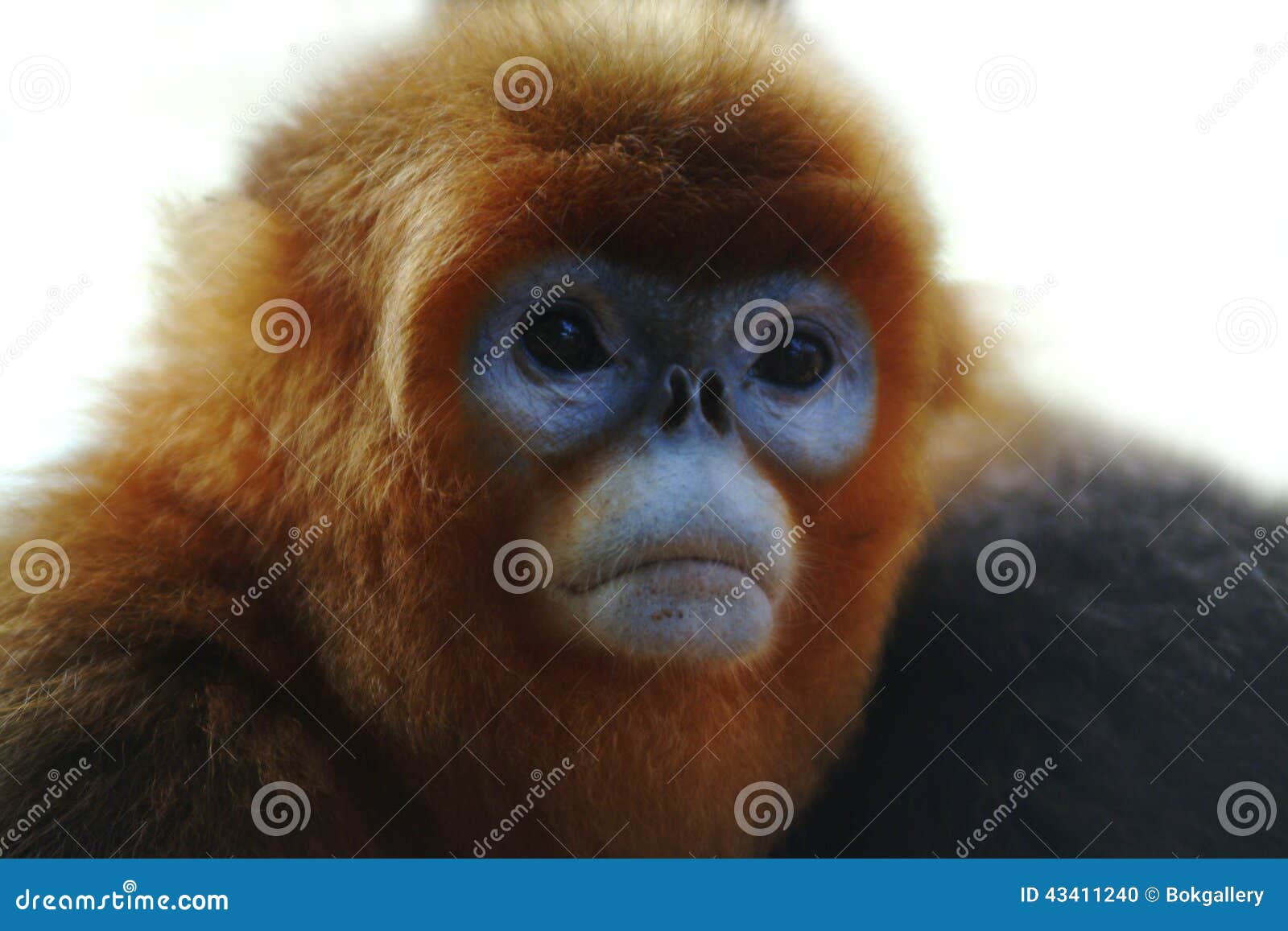 Monkey, China stock photo. Image of china, wildlife, mischievous - 43411240
