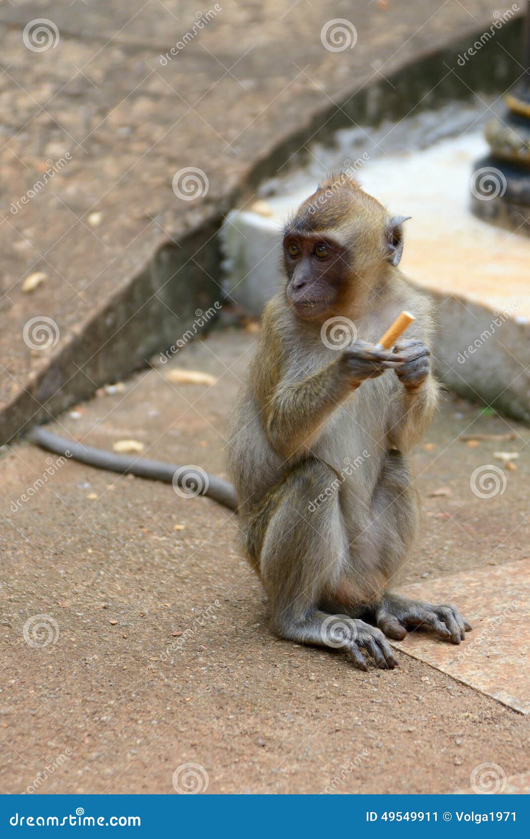 Monkey with a cigarette stock image. Image of pink, breasts - 49549911