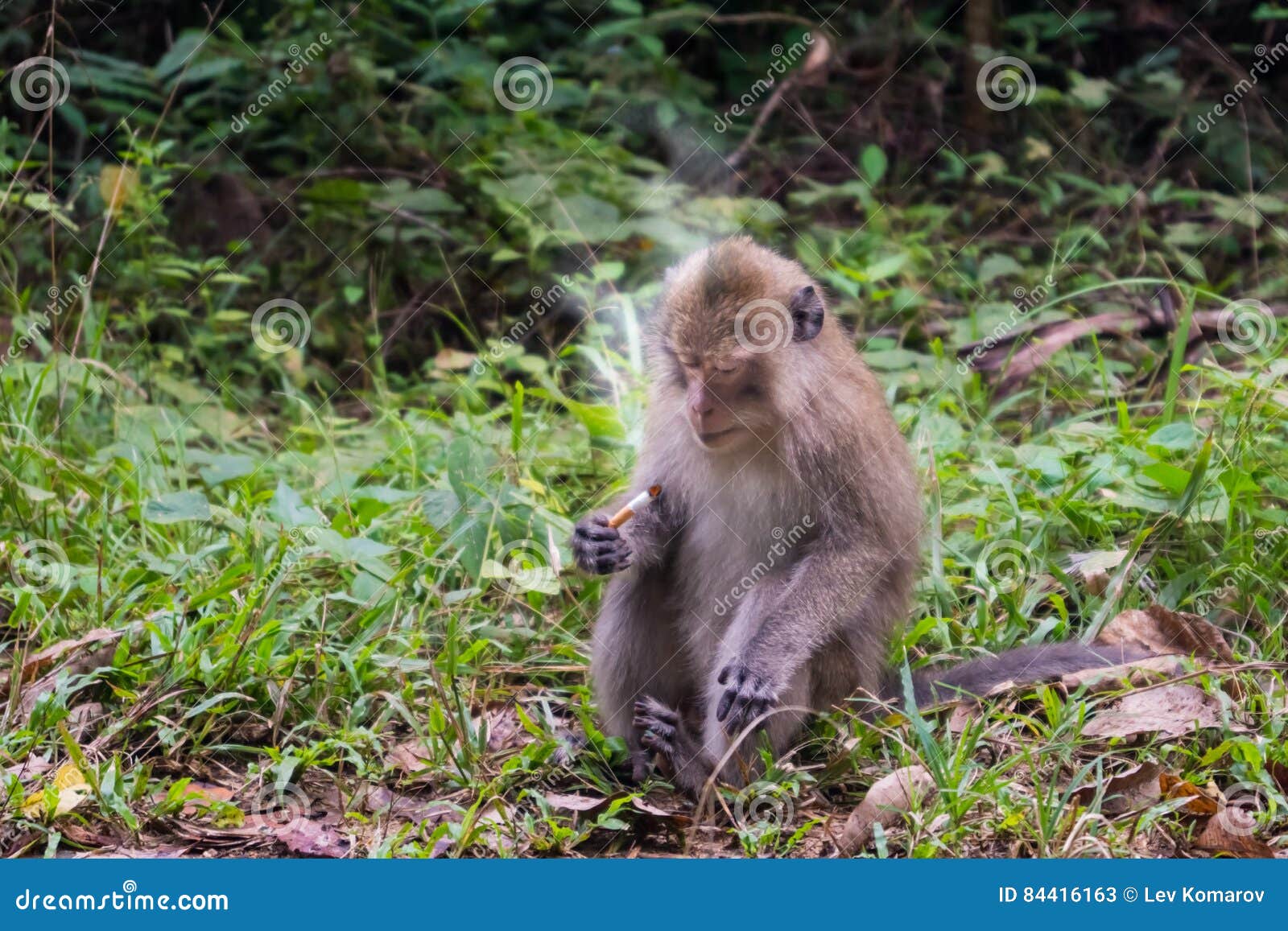 Monkey with cigarette stock image. Image of green, thailand - 84416163