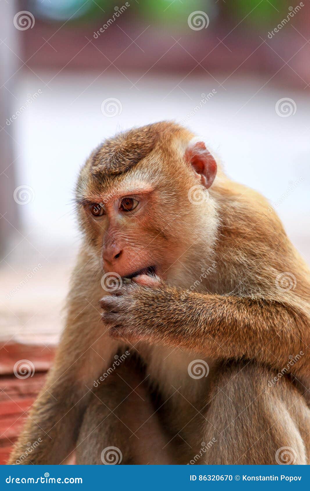 Monkey in the city. stock photo. Image of people, outdoors - 86320670