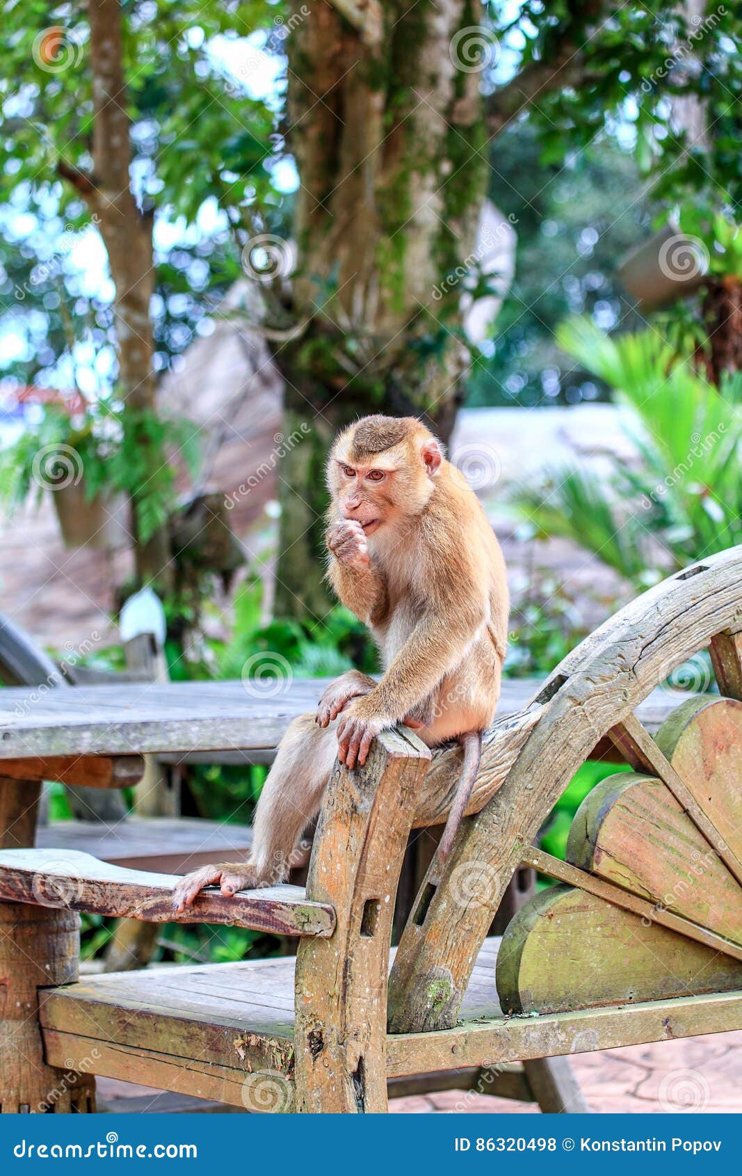 Monkey in the city. stock photo. Image of months, pets - 86320498