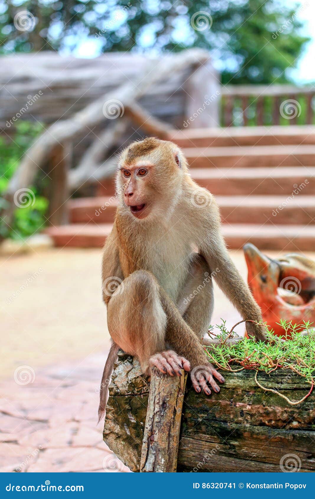 Monkey in the city. stock image. Image of sitting, months - 86320741