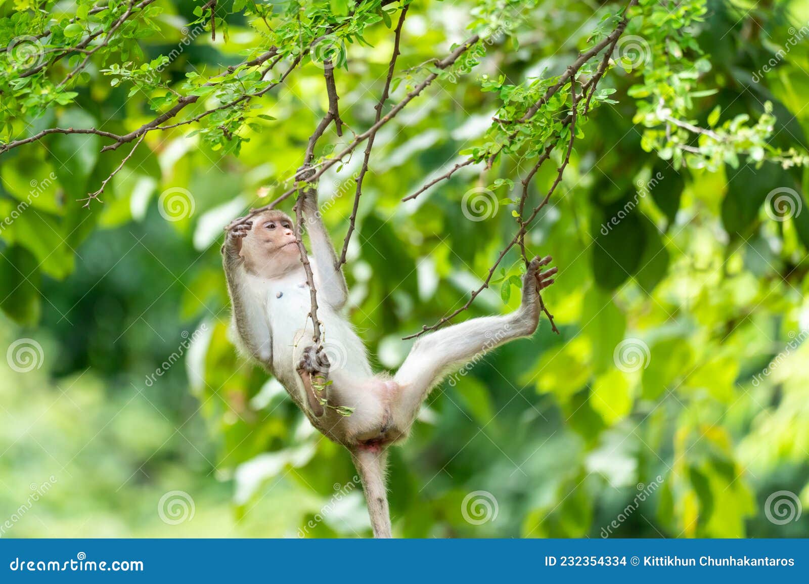The Monkey Clambered on the Tree Stock Photo - Image of green, animalia ...