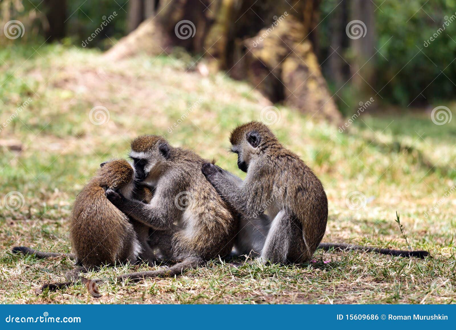 Monkey clean themselves stock photo. Image of herbivore - 15609686