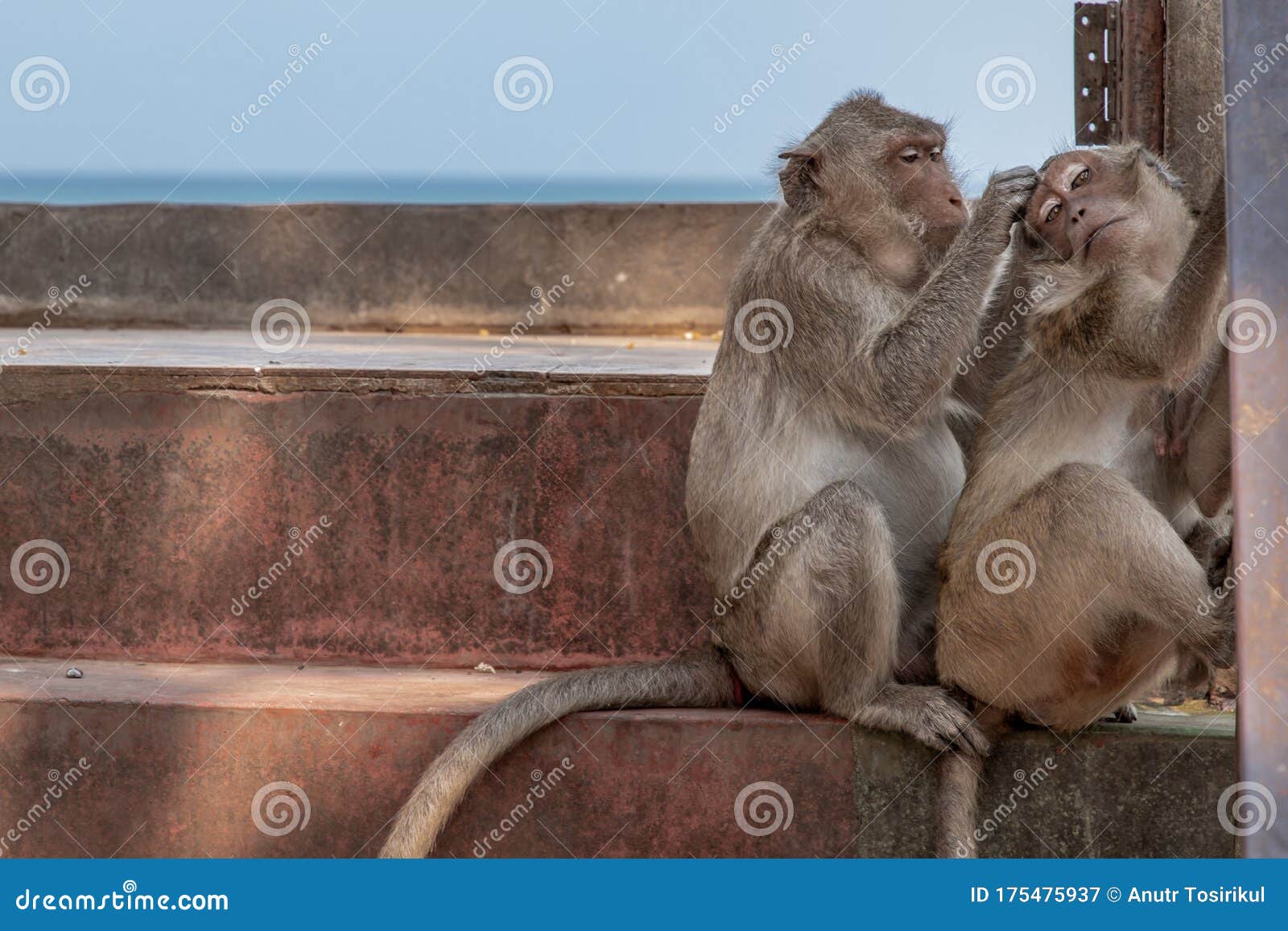 A Monkey Cleaning Another Monkey on an Railing in the Abandoned ...