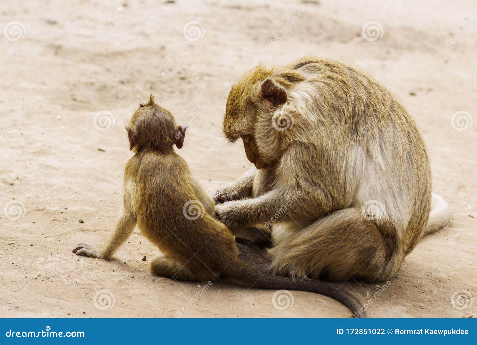 Monkey is cleaning baby stock photo. Image of natural - 172851022