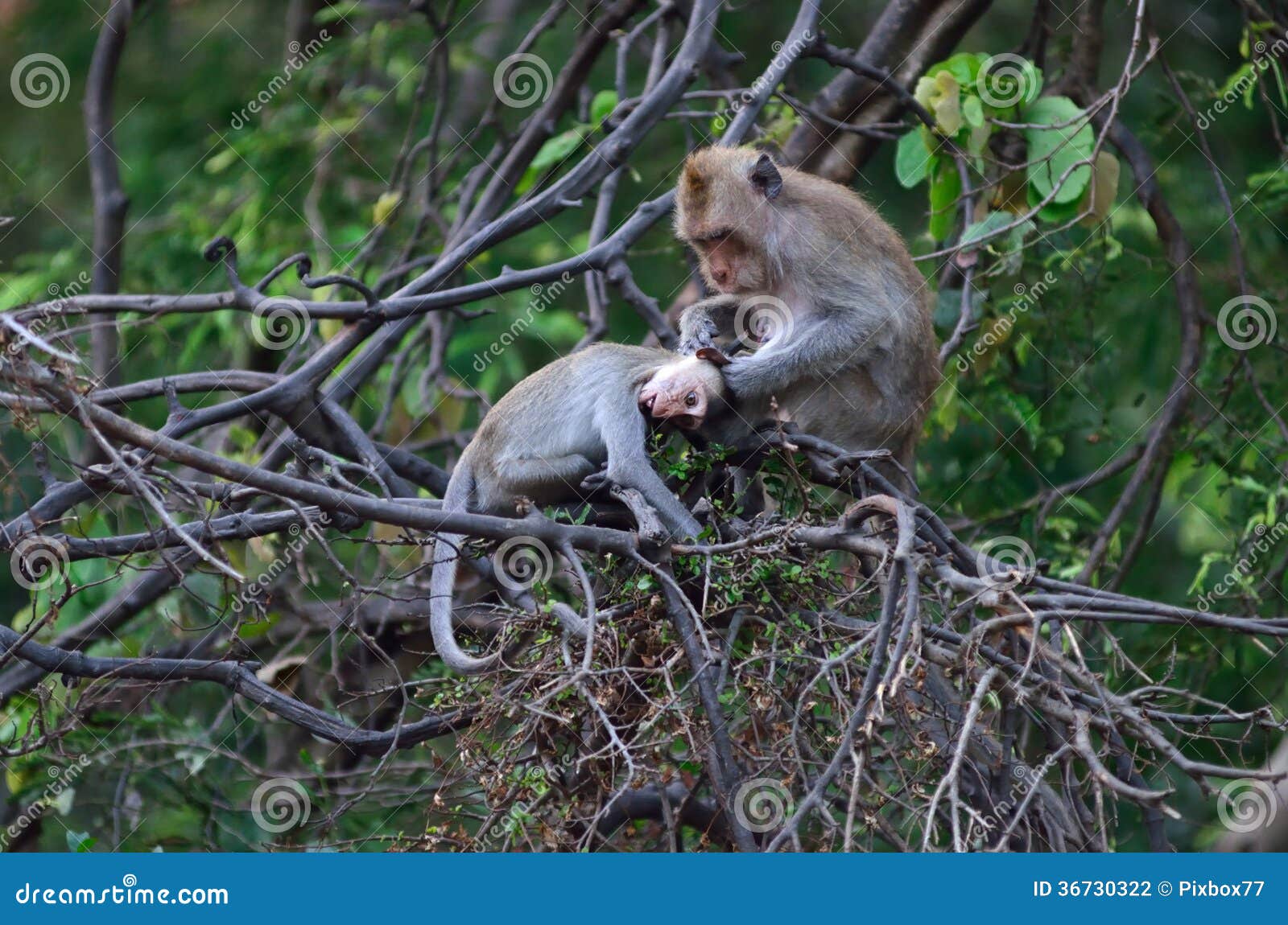 Monkey cleaning with baby stock photo. Image of life - 36730322