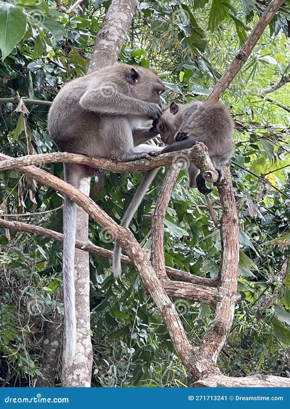 Monkey cleaning monkey stock image. Image of mammal - 271713241