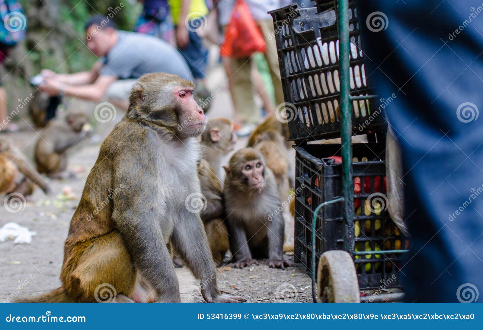 The monkey stock image. Image of buautiful, passers, begging - 53416399