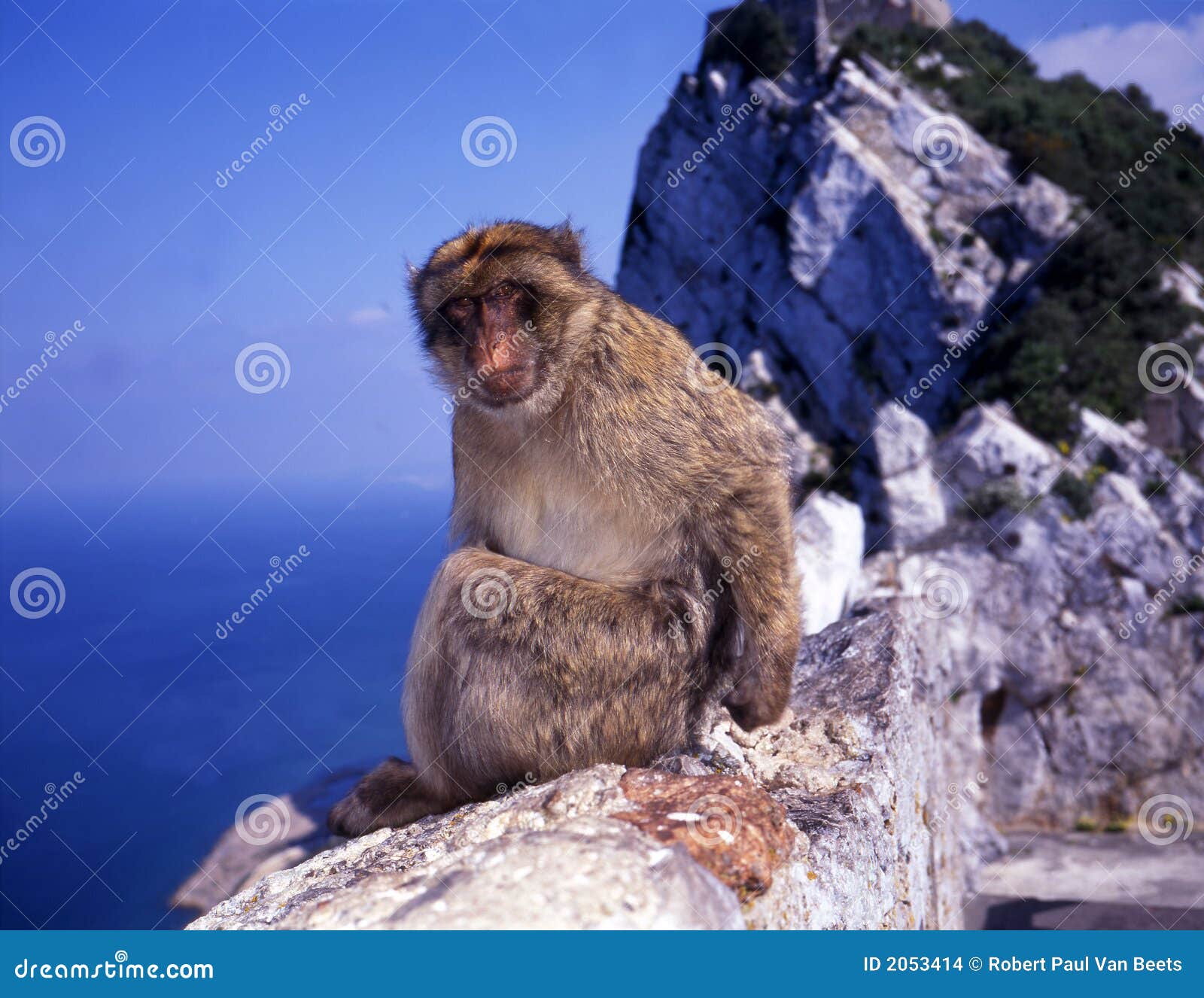 Monkey at cliff Gibraltar stock photo. Image of brown - 2053414