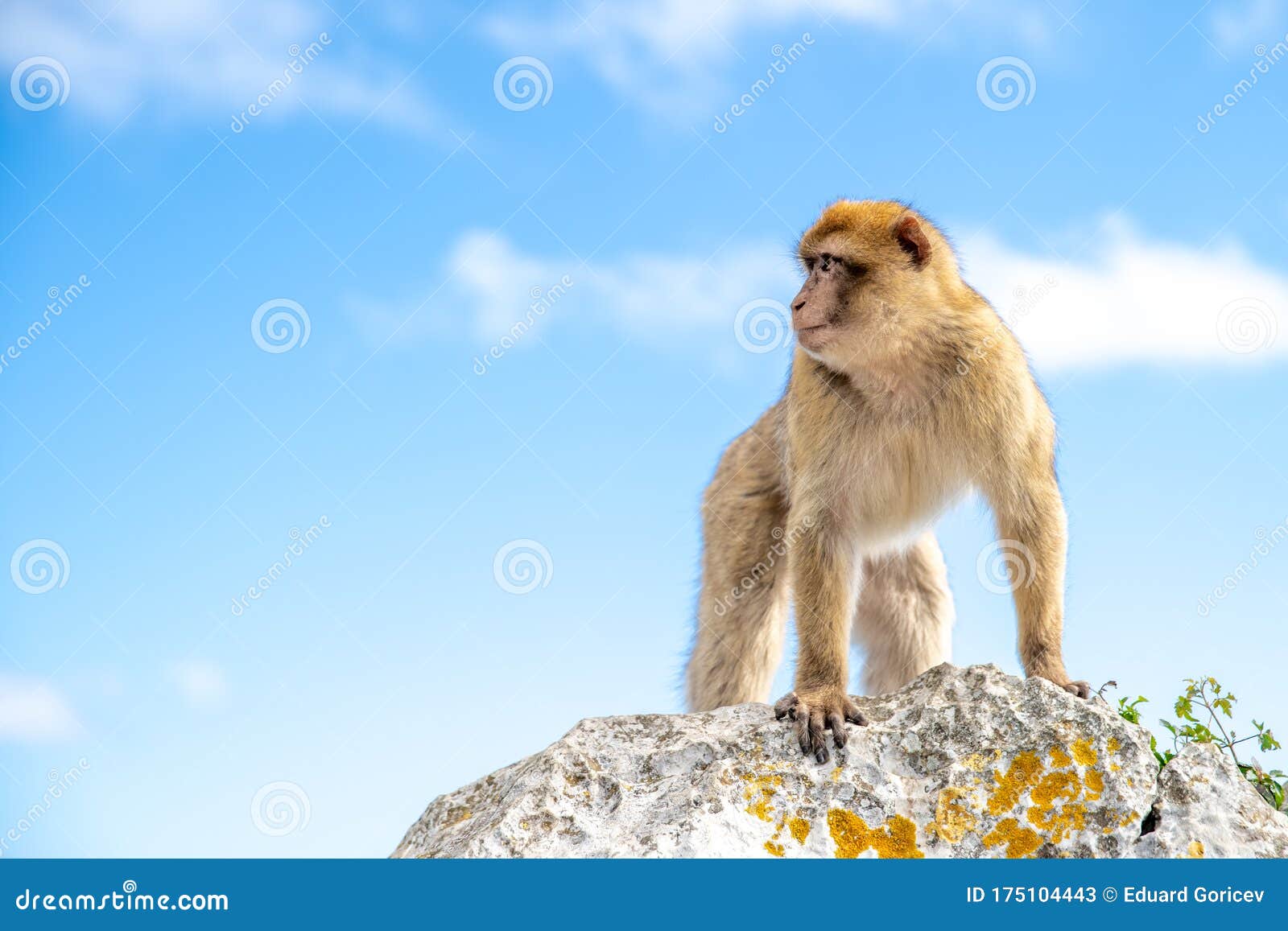 A Monkey On A Cliff Watching The Surroundings, A Blue Sky In The ...