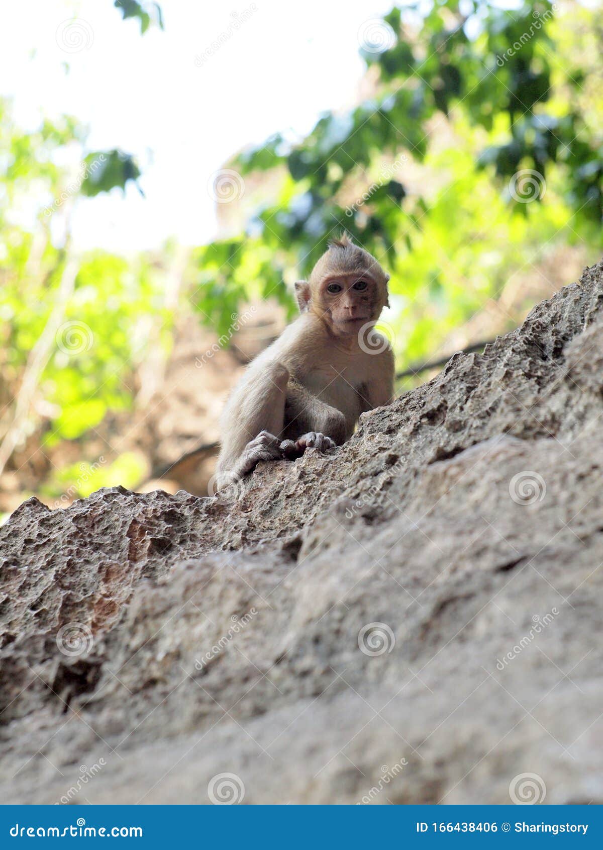 Monkey Climb The Tree In Silhouette Stock Photography | CartoonDealer ...