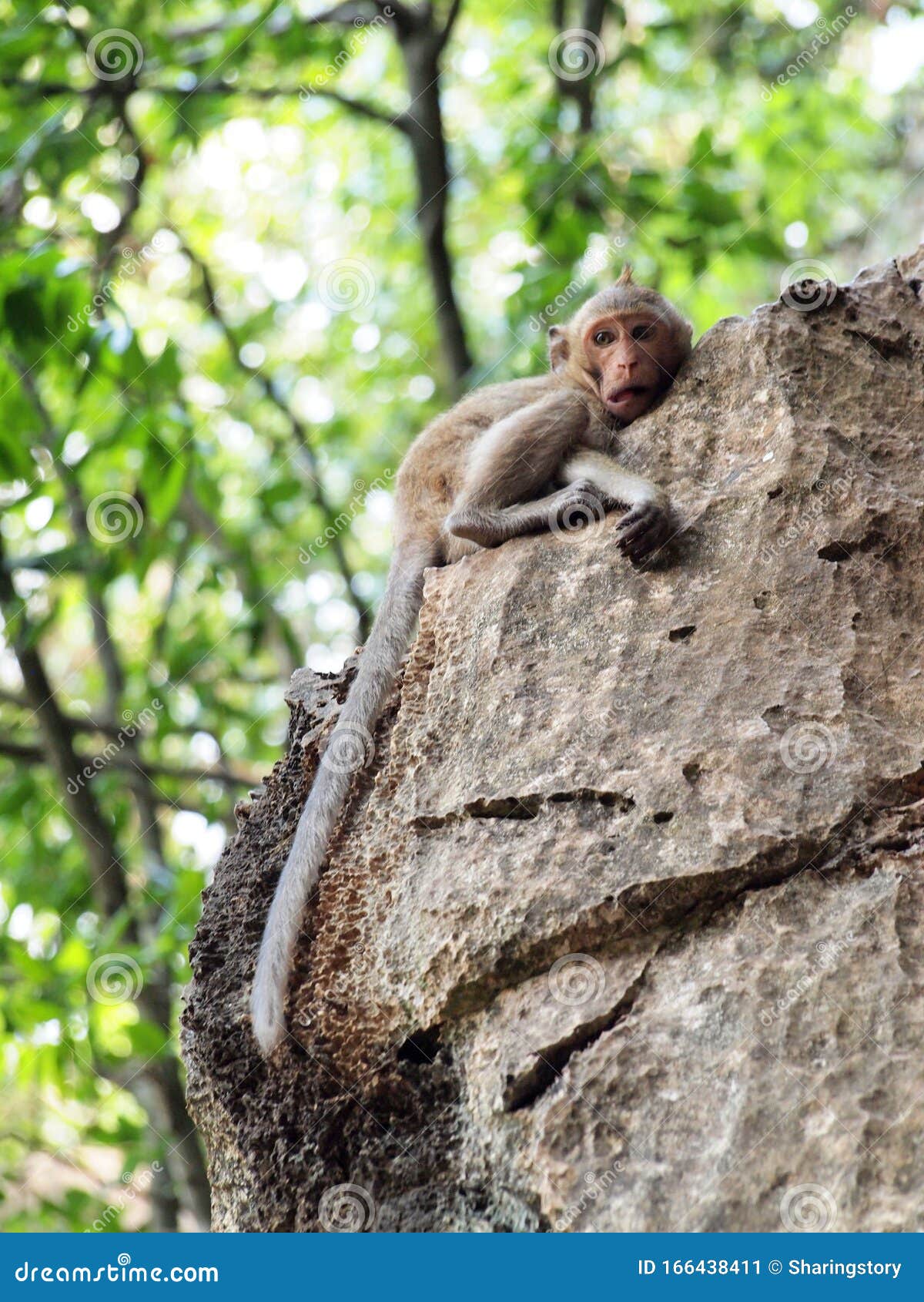 Monkey climb on stone stock image. Image of astonished - 166438411