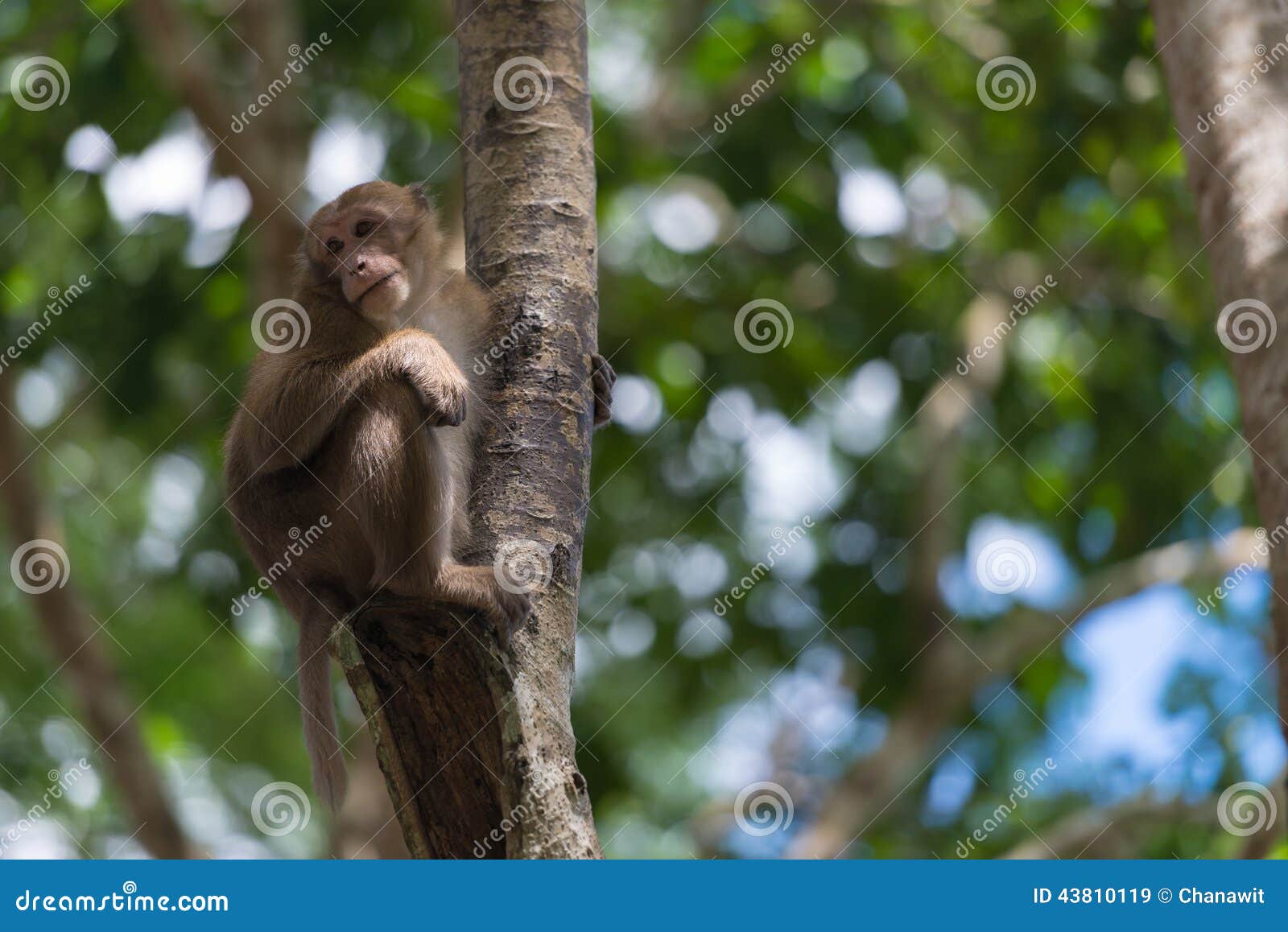 Monkey climb the tree stock image. Image of climb, beauty - 43810119