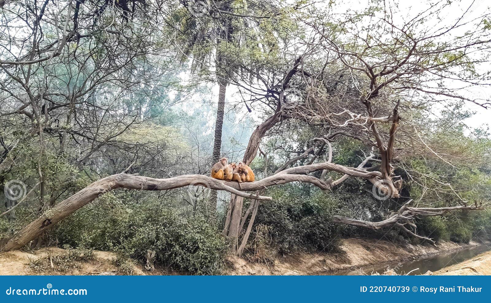 Monkey Climbed on a Tree Branch in a Forest of India. Mist Environment ...