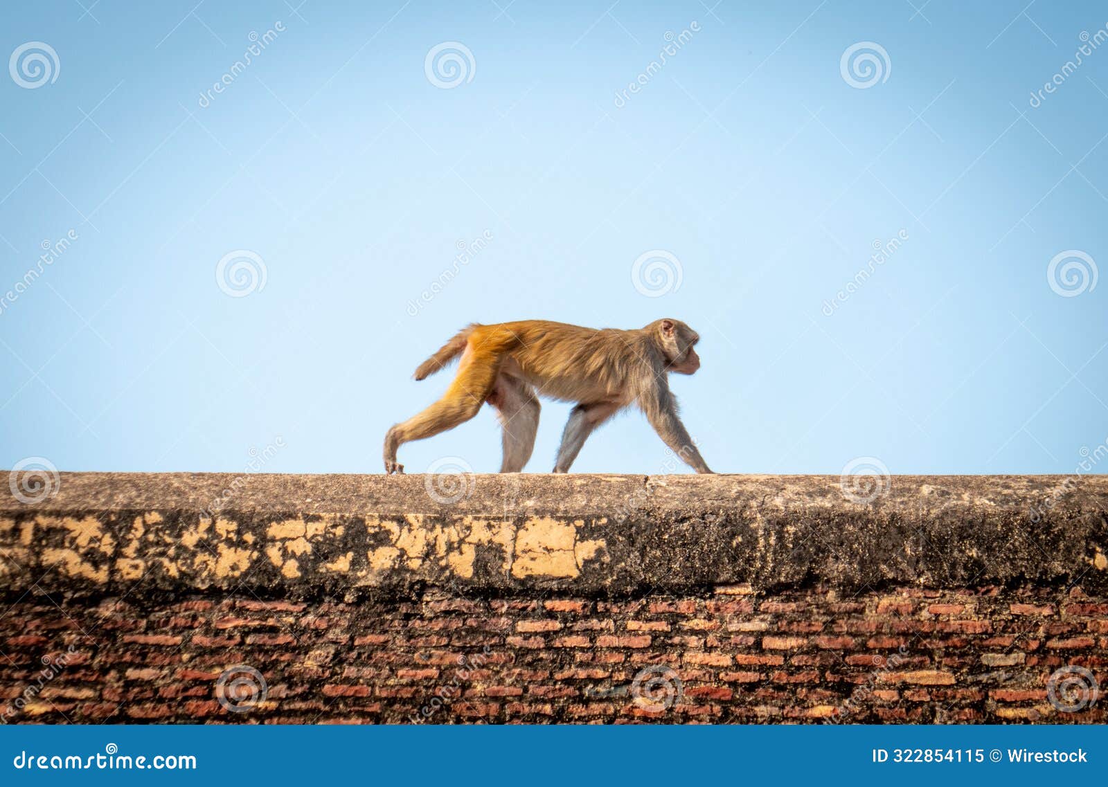 Monkey Climbing Building with a Sky Background in India Stock Image ...