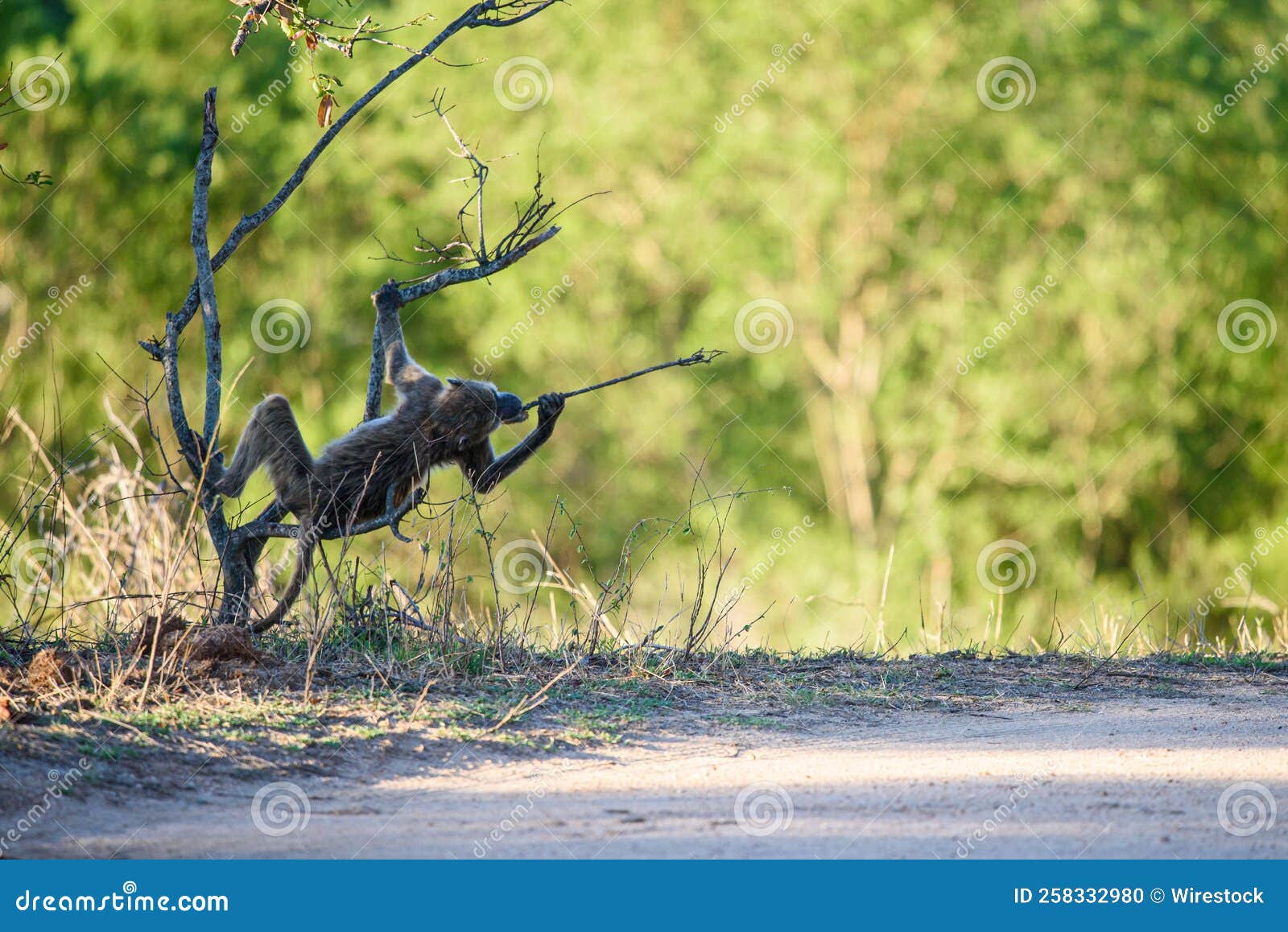 Monkey Climbing Climbing a Small Dry Tree Stock Photo - Image of ...