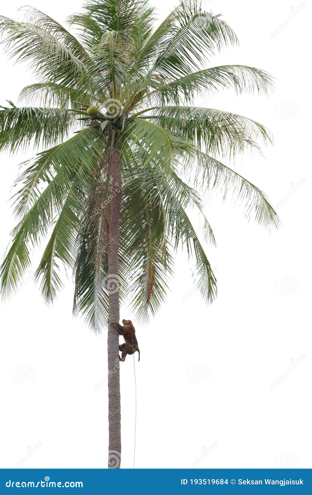 Monkey Climbing Coconut Tree in Thailand Stock Photo - Image of action ...