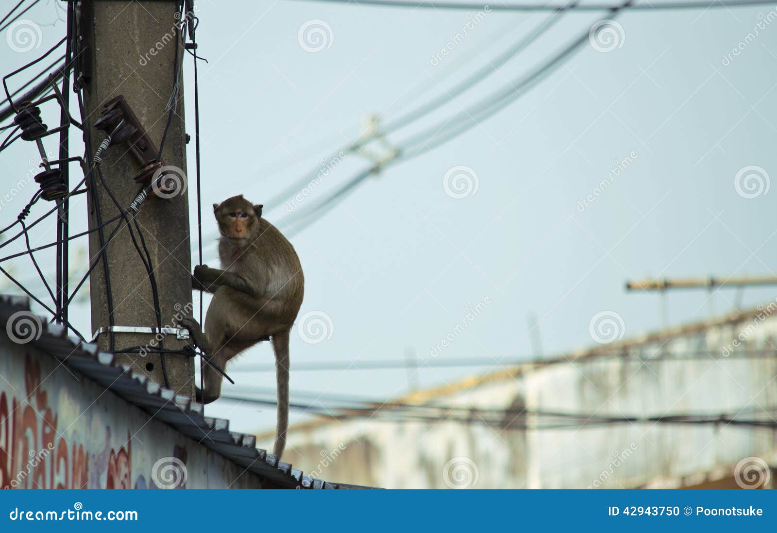 Monkey Climbing Electricity Pole Stock Photo - Image of wire, monkey ...