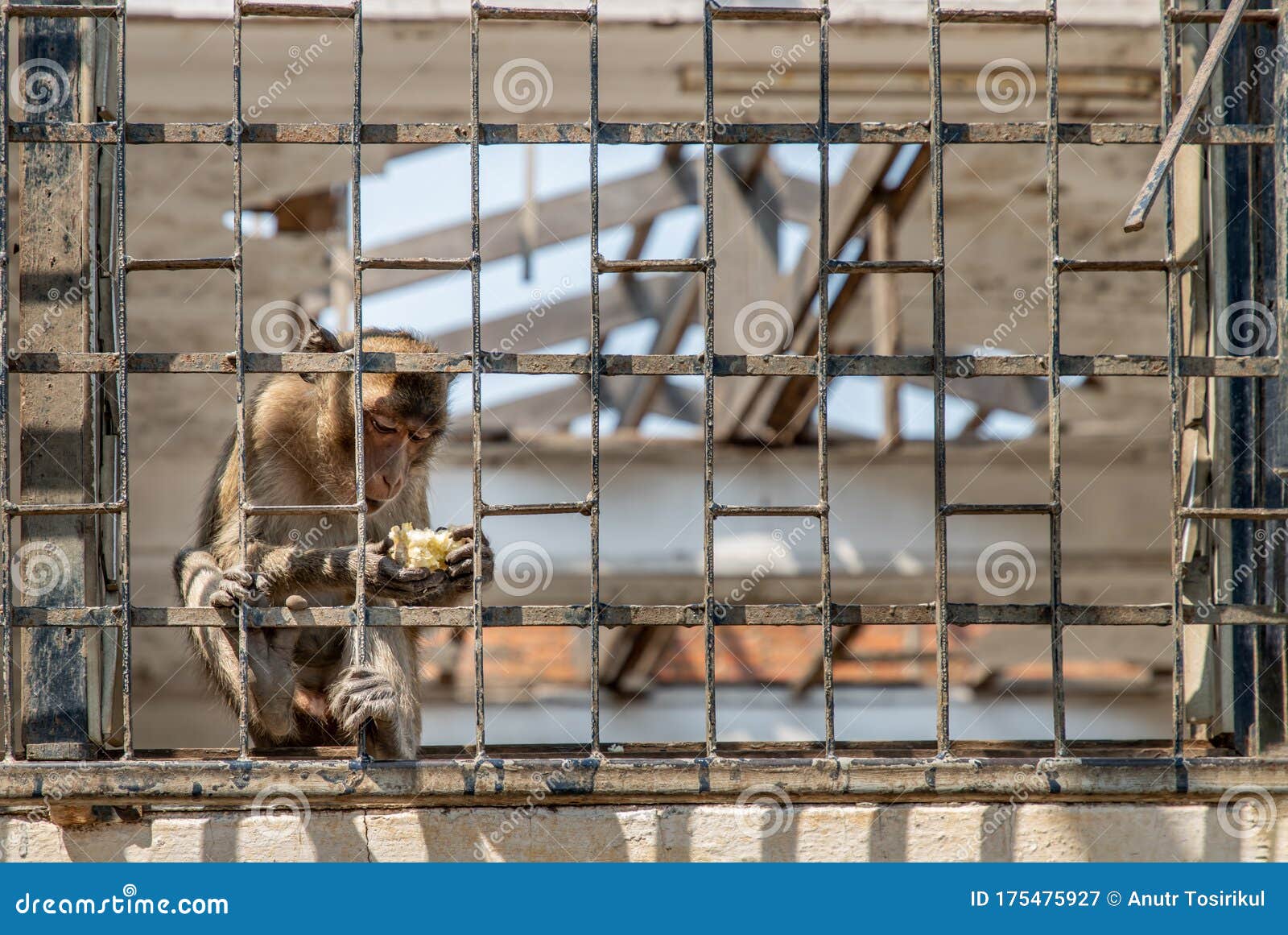 A Monkey Climbing on an Iron Window in an Abandoned Building Stock ...