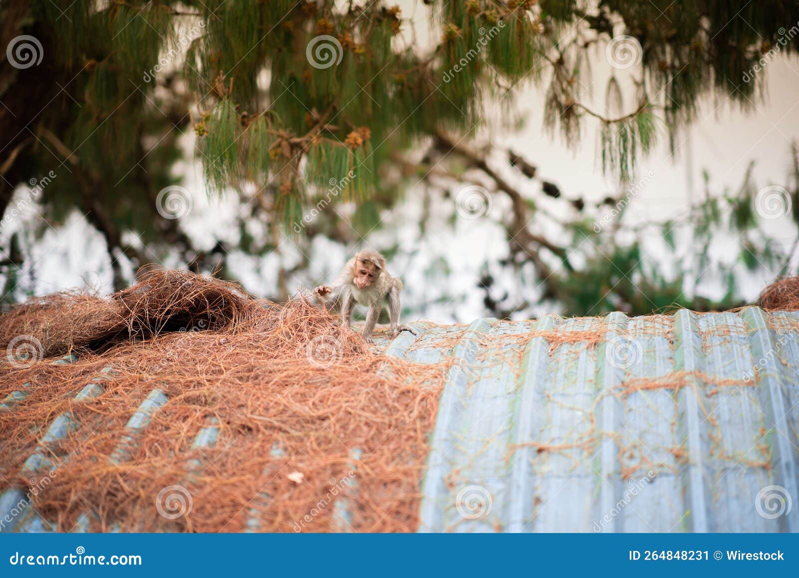Monkey Climbing on Metal Roof in a Zoo Park Stock Image - Image of ...